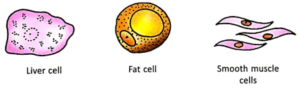 DAV Solutions For Class 8 Science Chapter 1 The Cell - Its Structure ...