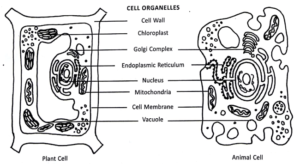 DAV Solutions For Class 8 Science Chapter 1 The Cell - Its Structure ...